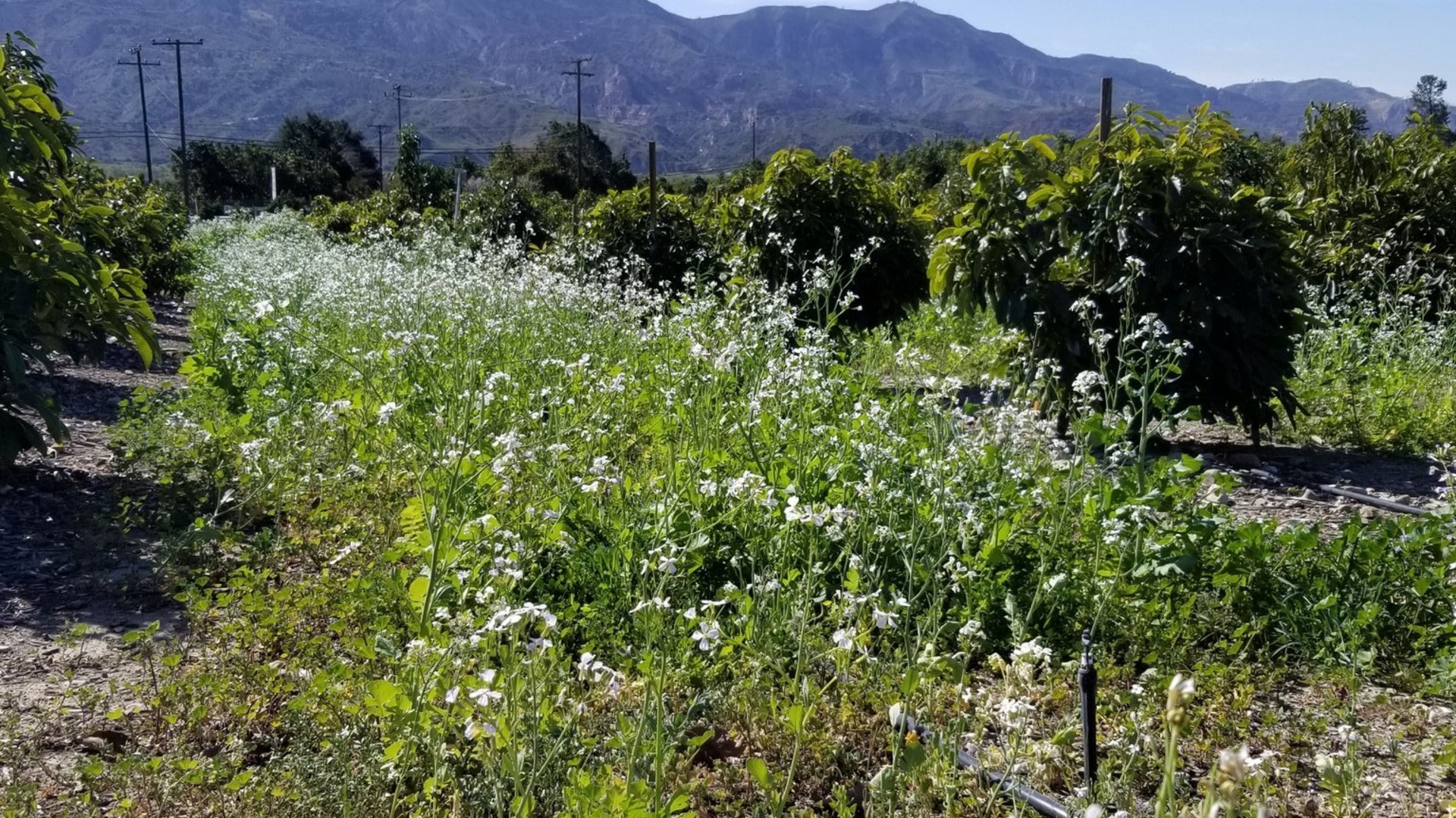 Cover Crops in Orchards - AG INFORMATION NETWORK OF THE WEST