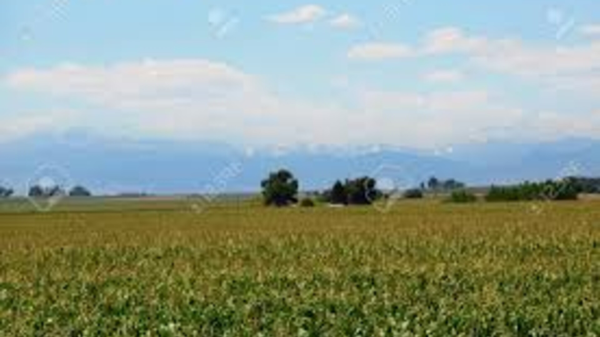 ANNUAL CROP SUMMARY 2020 AG INFORMATION NETWORK OF THE WEST