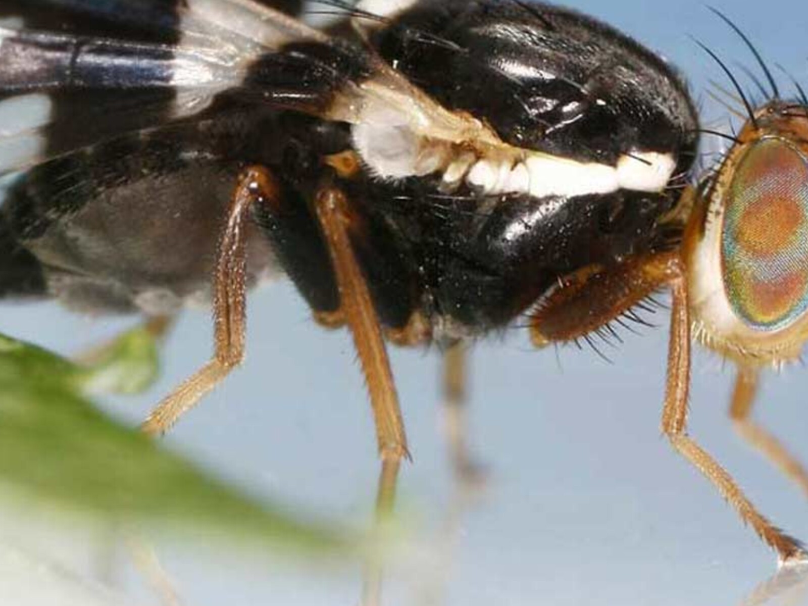 AG INFORMATION NETWORK OF THE WEST