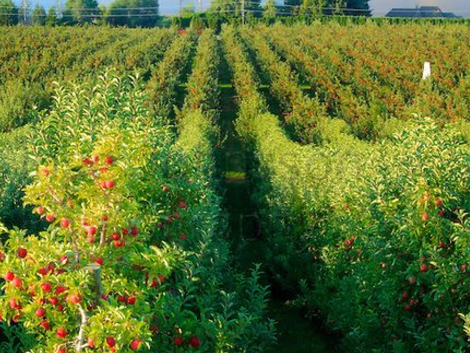 AG INFORMATION NETWORK OF THE WEST