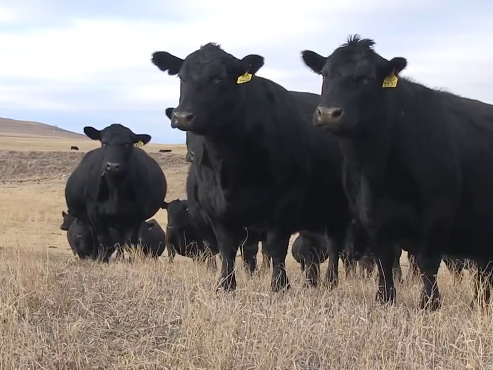 AG INFORMATION NETWORK OF THE WEST